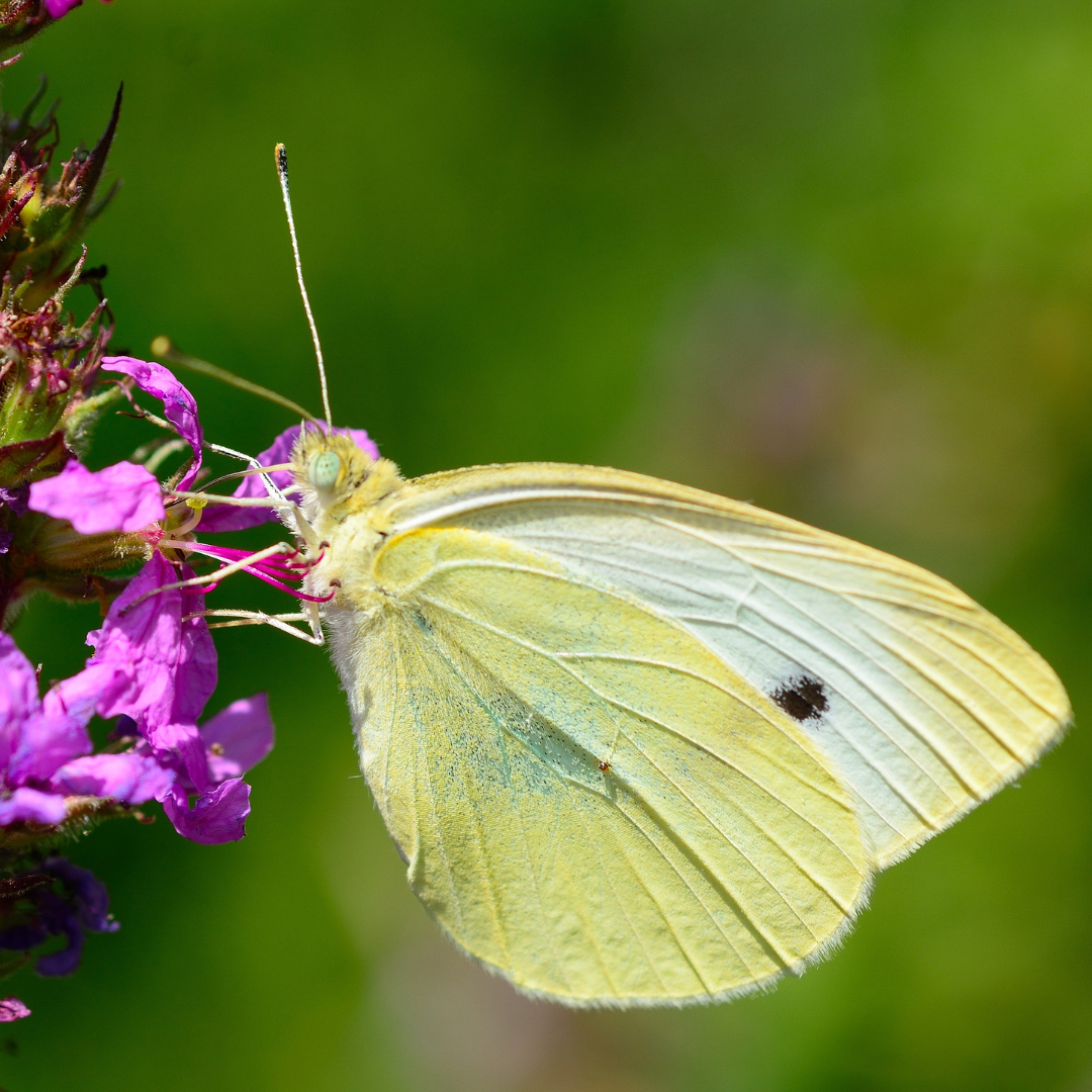 White Cabbage Moth Cabbage Butterfly White Cabbage Moth Cabbage Butterfly